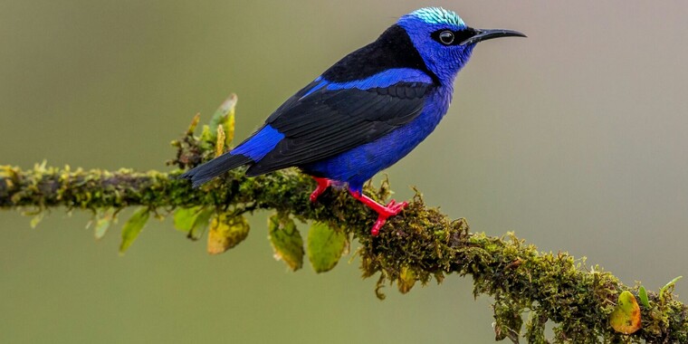 Join the Bird Moments Photo Contest and win Carbon Fiber Tripod ...